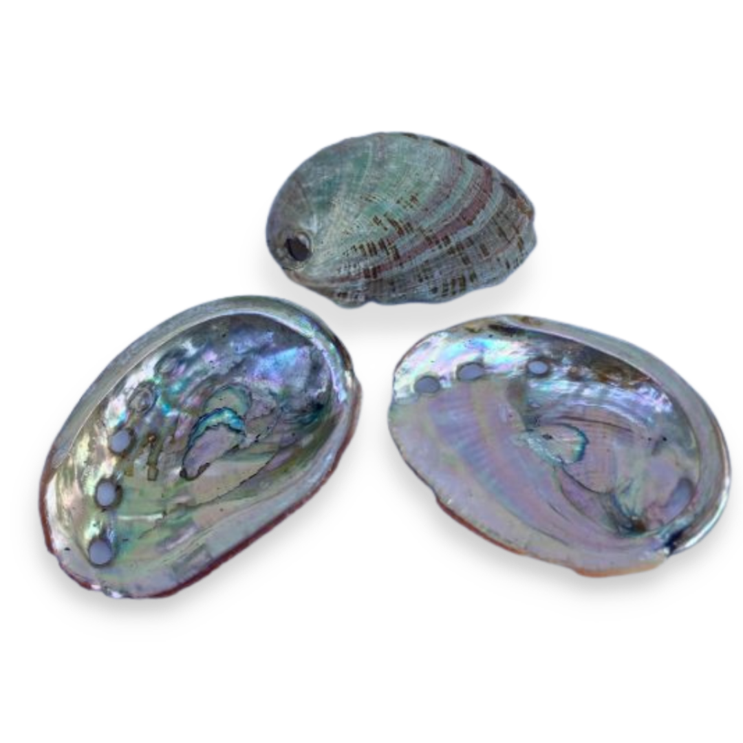 3 Mini Abalone Shells – Sacred Wood Essence LLC